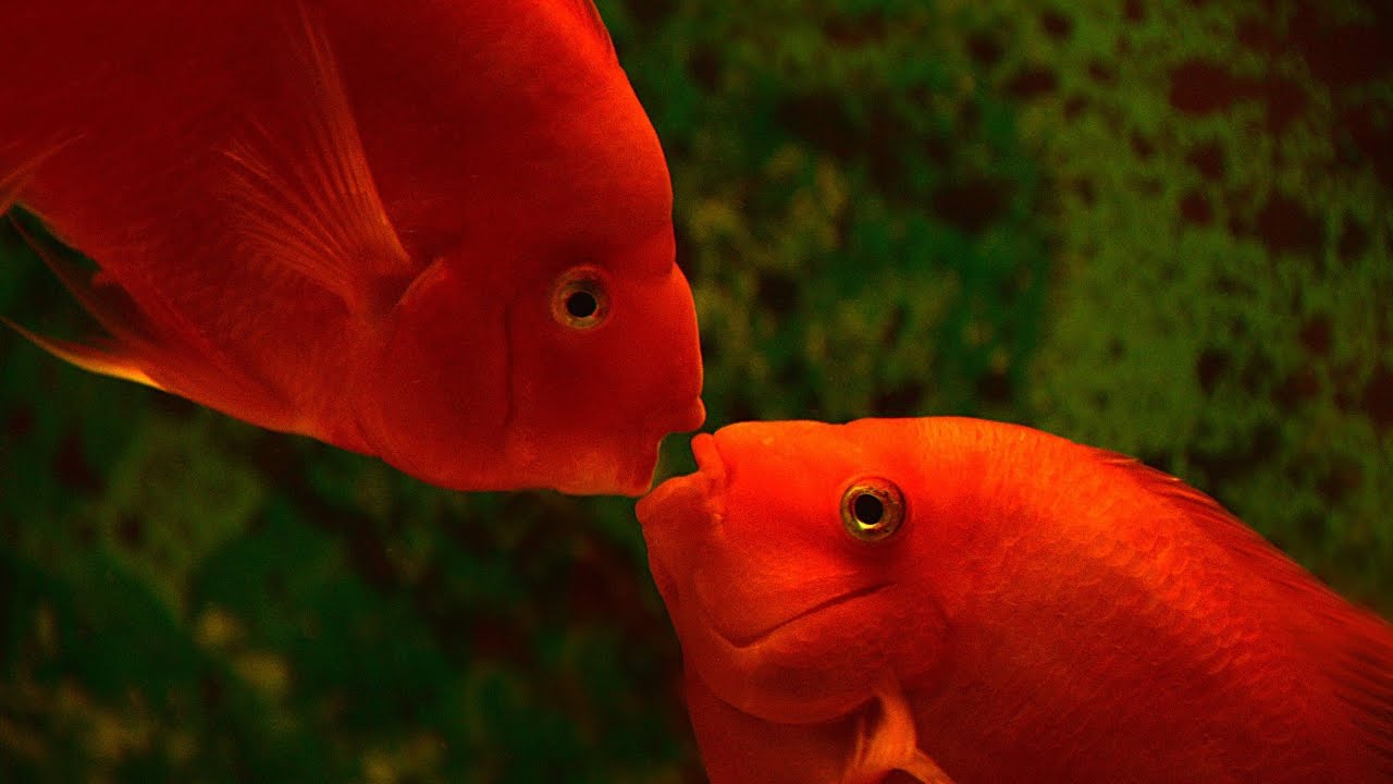 #animal #love #kissing #fish Animal love & kissing. - YouTube