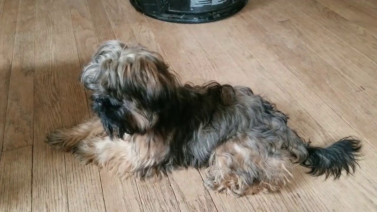 Confidence Building with 6 month old puppies - YouTube