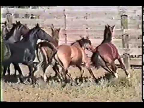 Kiger Cougar and Bobby Ingersoll - YouTube