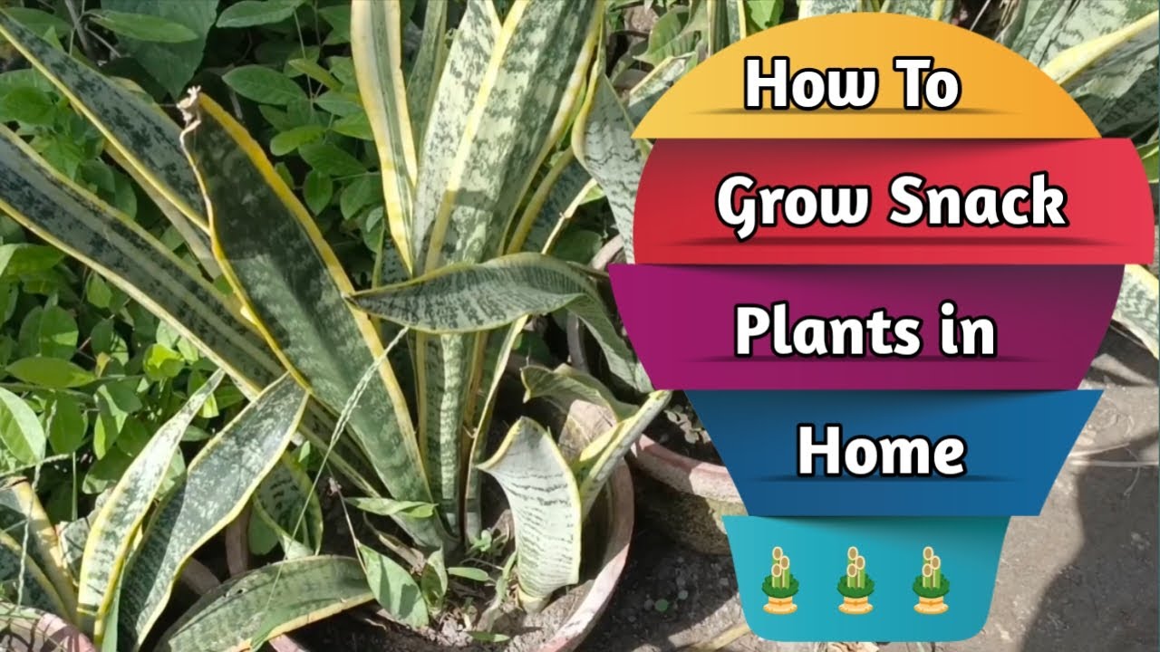 How To Grow Snack Plants In Home @differentplantshome5112 [29:9:2022] # ...