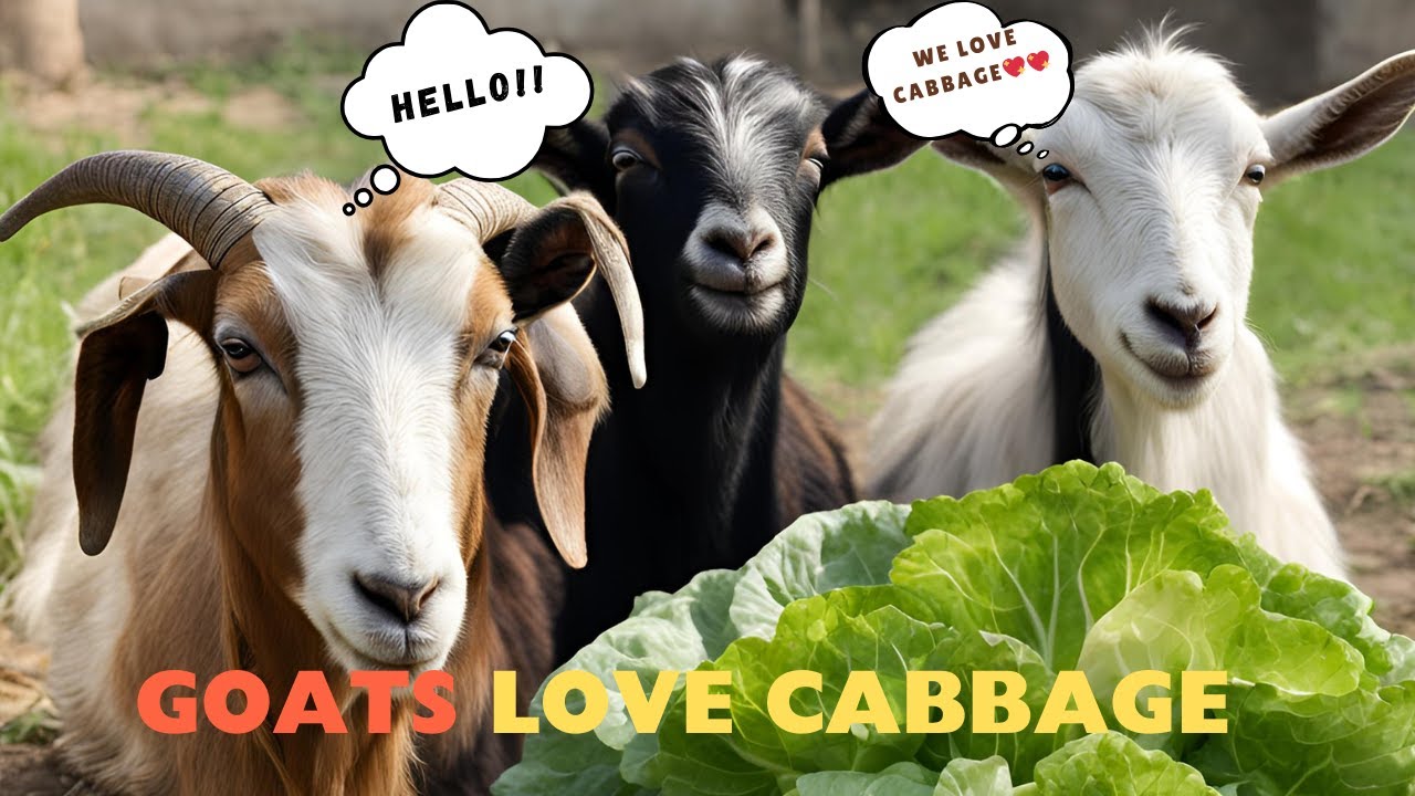 My Goat's Diet: Introducing My Goats and Their Favorite Meals! - YouTube