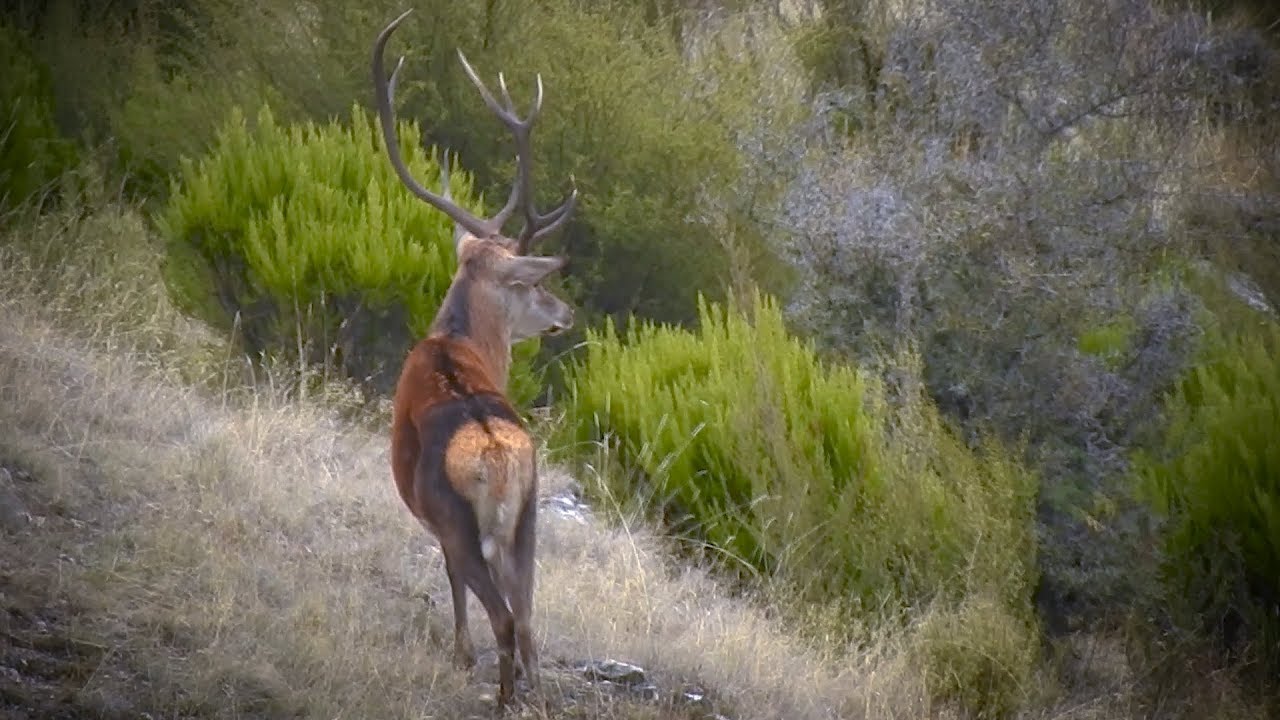 2019 Ep. # 3 - " The Roar That Was " - Part 1, Traditional Archery Hunt ...