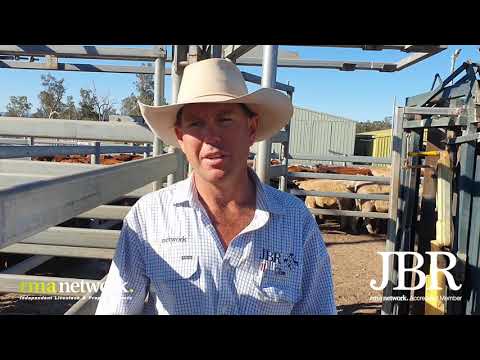Gunnedah Store Cattle Sale, Thursday 24th September - YouTube