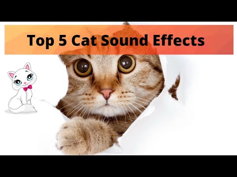 Top 5 Cat sound effects - YouTube