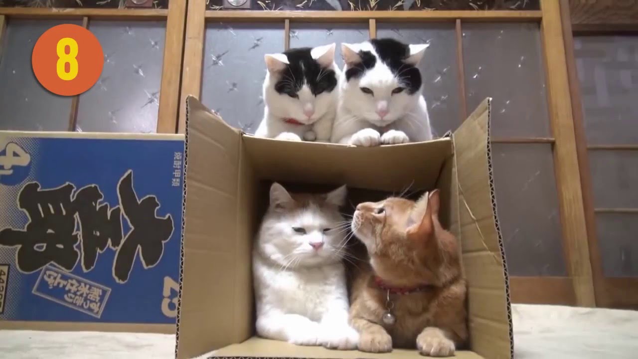 Cats And Cardboard Boxes - YouTube