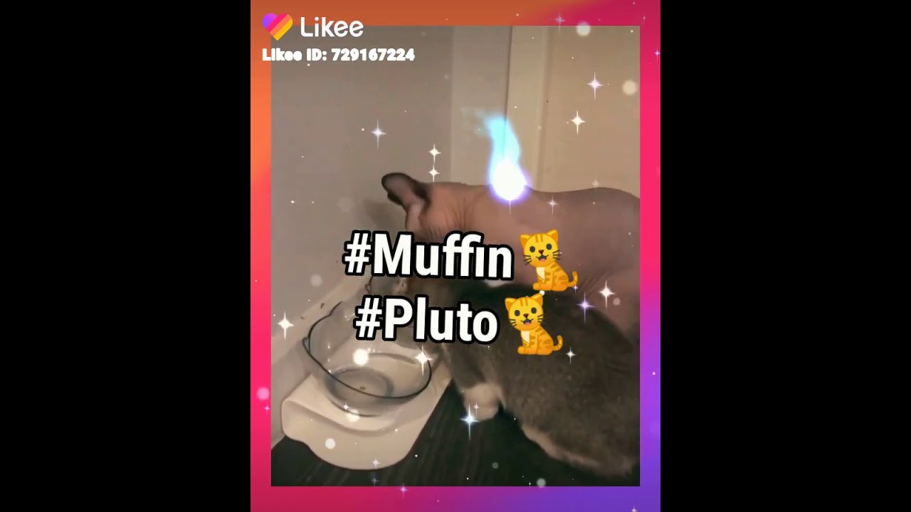 #pultomuffin ll cute and lovely Cat's l krist perawat cutest cats k ...