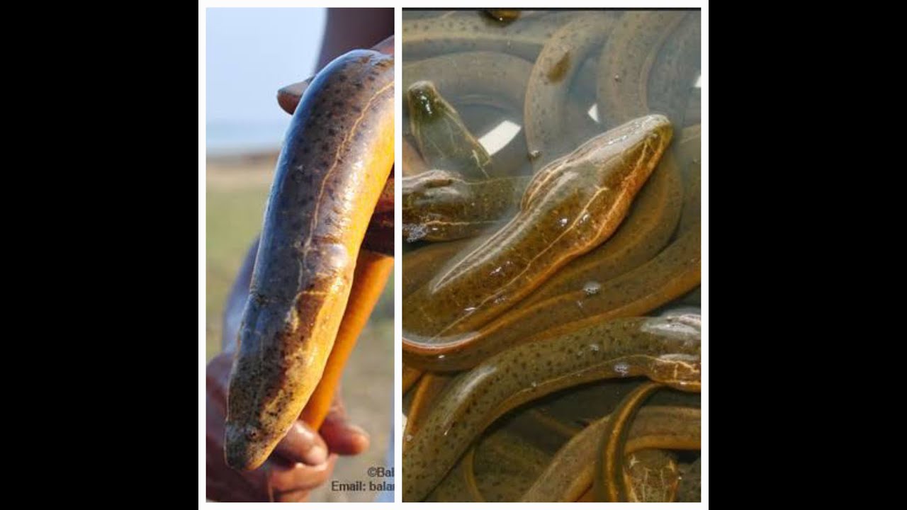 how to mack simply tic kuche fish🔥🔥/কুচিয়া মাছ ধরার পদ্ধতি/🔥🔥 (THE ...