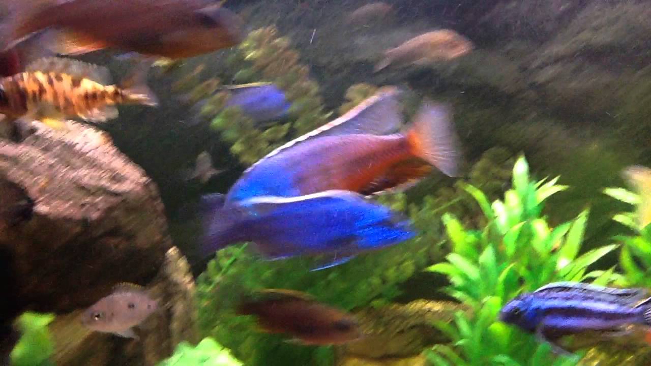 Protomelas Taeniolatus Hinderi Red Empress - YouTube