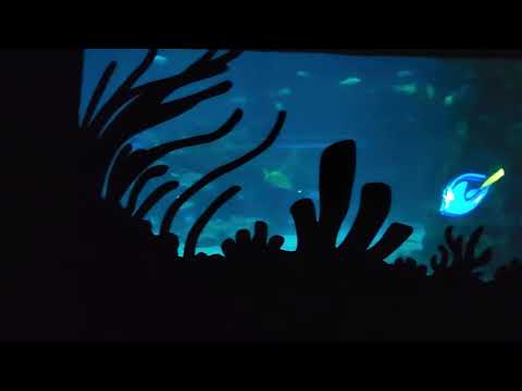 Under the Sea? - YouTube