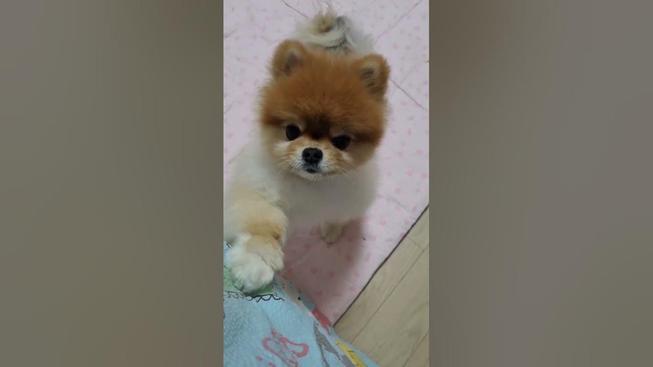 파블로프의 개 토토~뭐줘하면 군침을 삼키는 Youtube