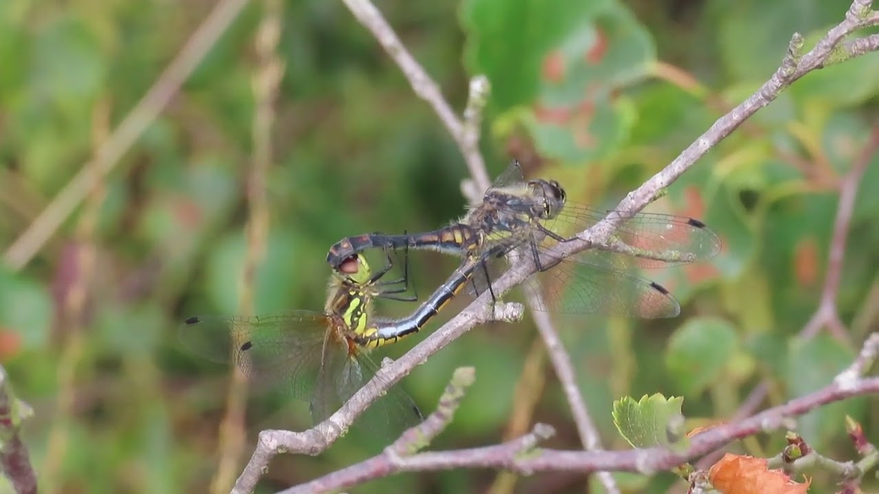 Images Of Dragonflies Mating 656 Mating Dragonflies Stock Photos