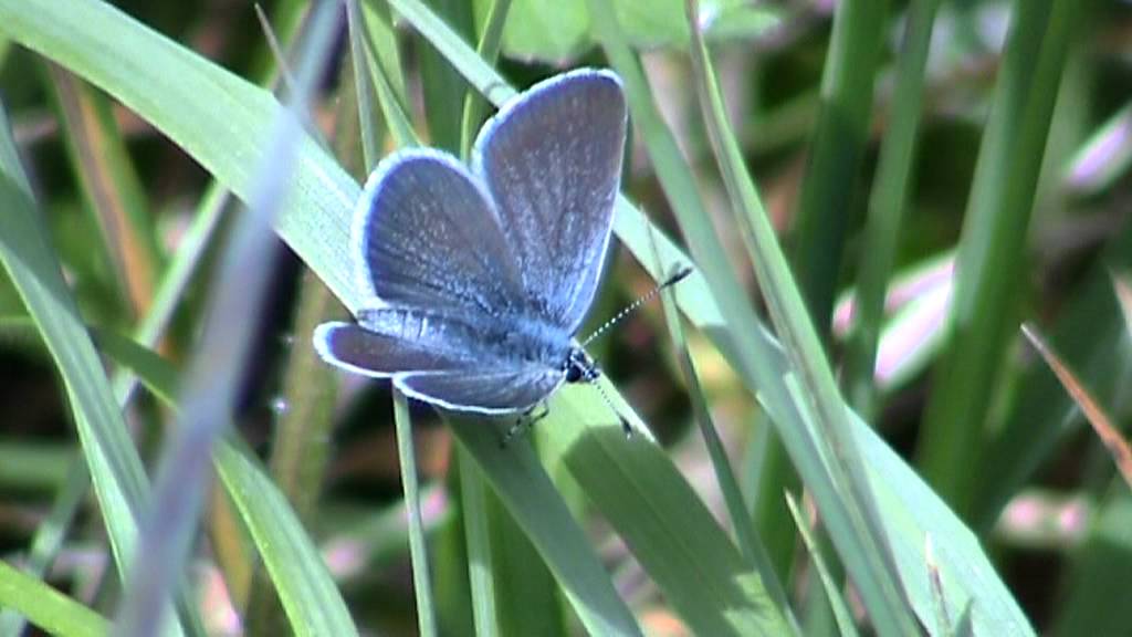 The" Small Blue" Butterfly (cupido minimus) - YouTube