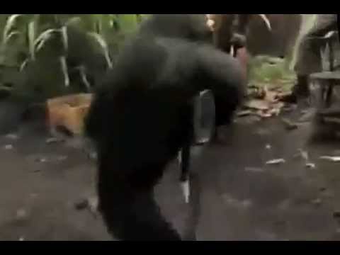 A baby chimpanzee fires an AK-47.mp4 - YouTube