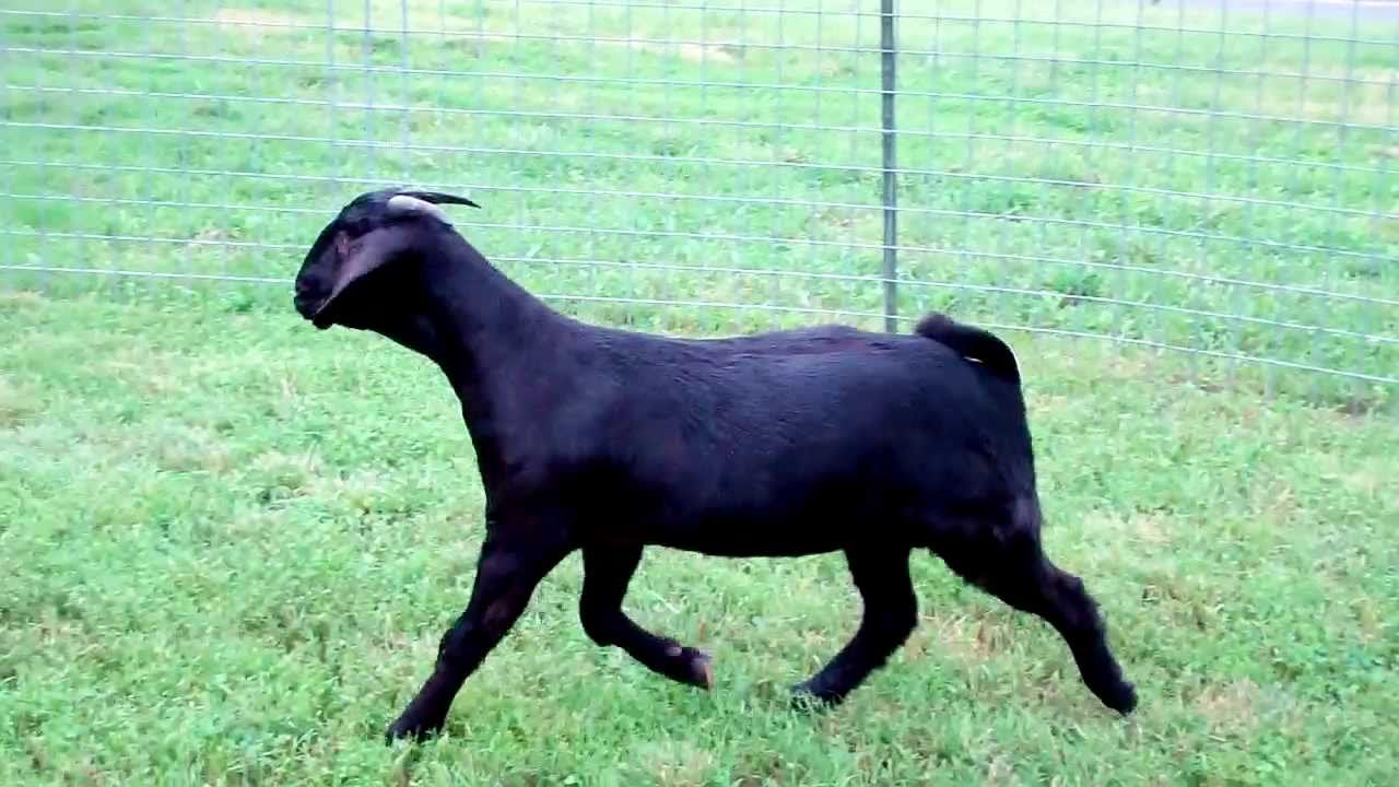MAX Boer Goats DAPPLED $ IN THE BLACK ~ SOLD - YouTube