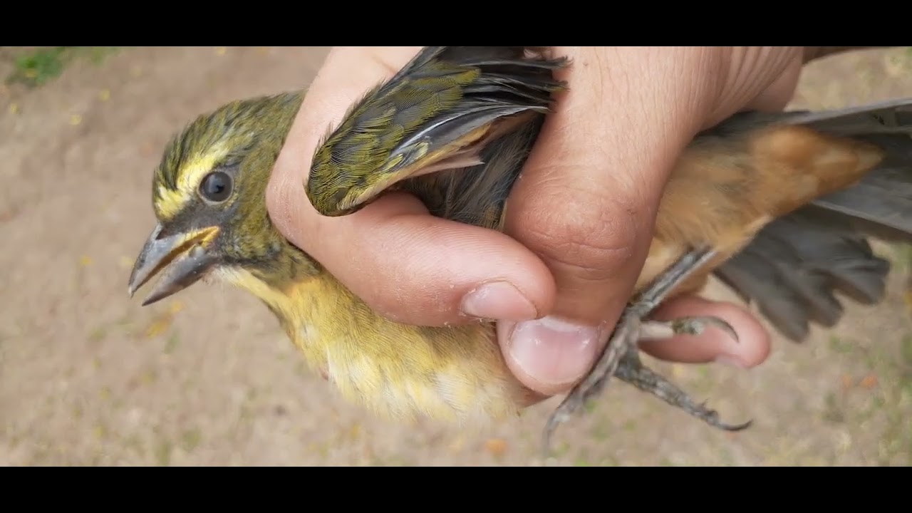 captura de pichón tío picho con Celestino - YouTube