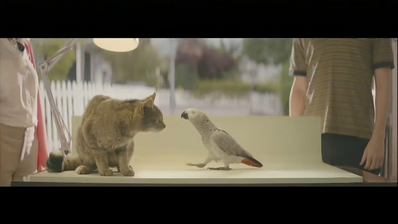 Xfinity Internet TV Commercial Spanish Fall 2016 "Mascota" - YouTube