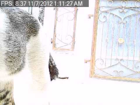 kucing ketangkap cctv