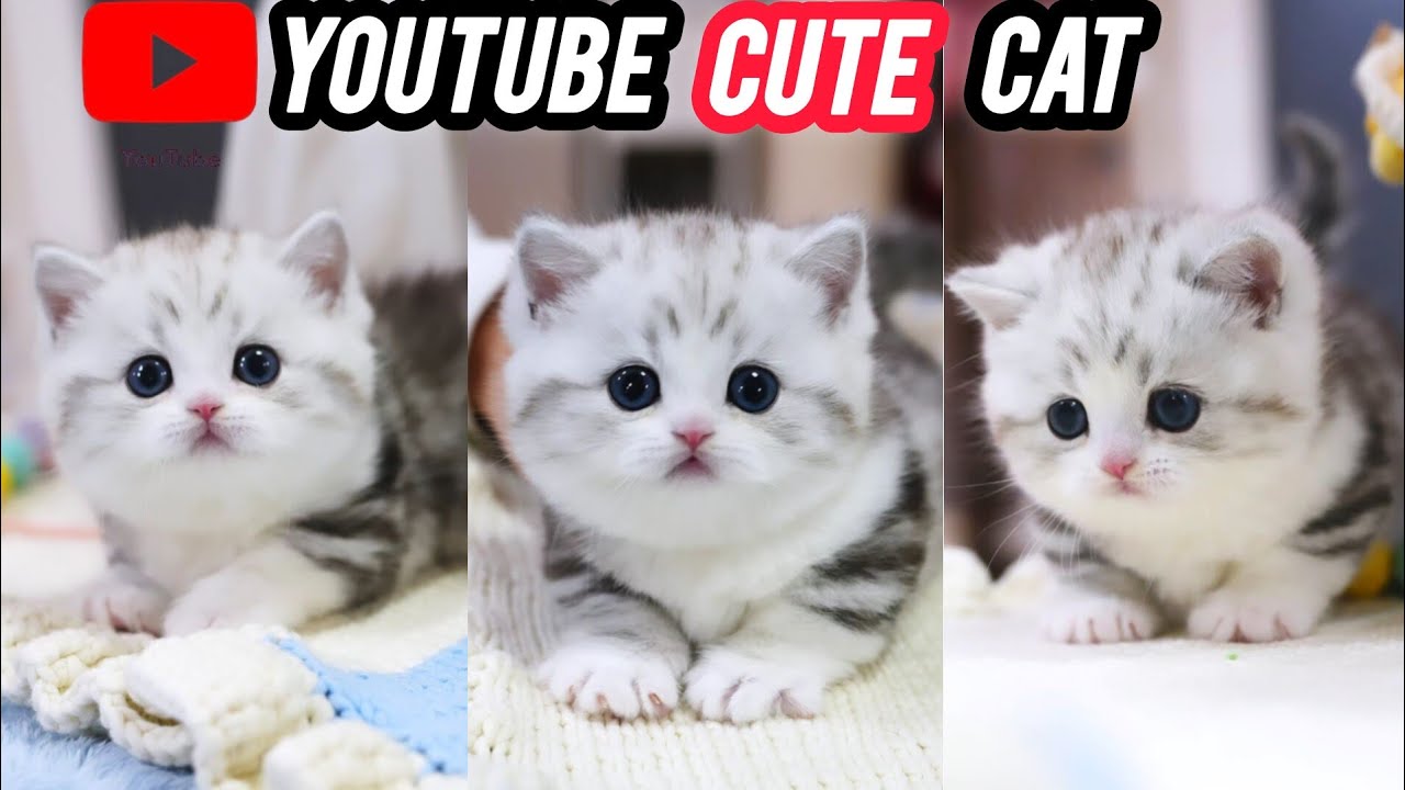 YouTube cute cat😺 #trending #cute #video - YouTube