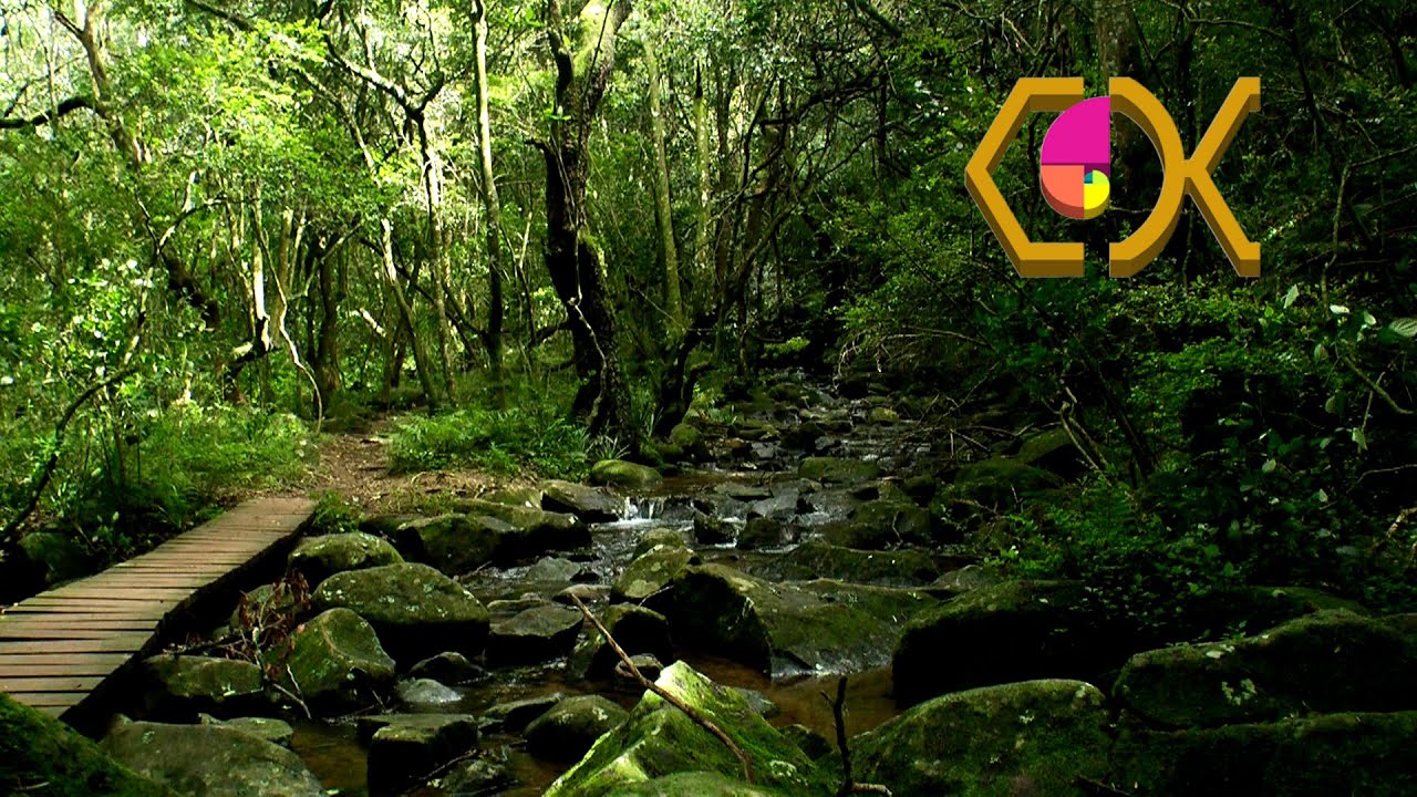(3D SBS) KARKLOOF FOREST RESERVE LONG CUTS - COTR MEDITATION 02 - DIARY ...