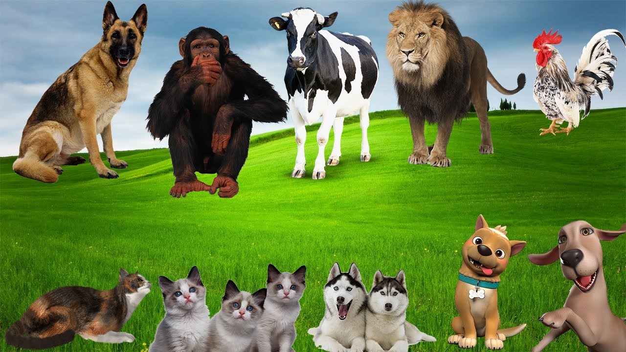 Animal Videos Funny | Animal Fight Videos | Wild Animals | Pet Animals ...