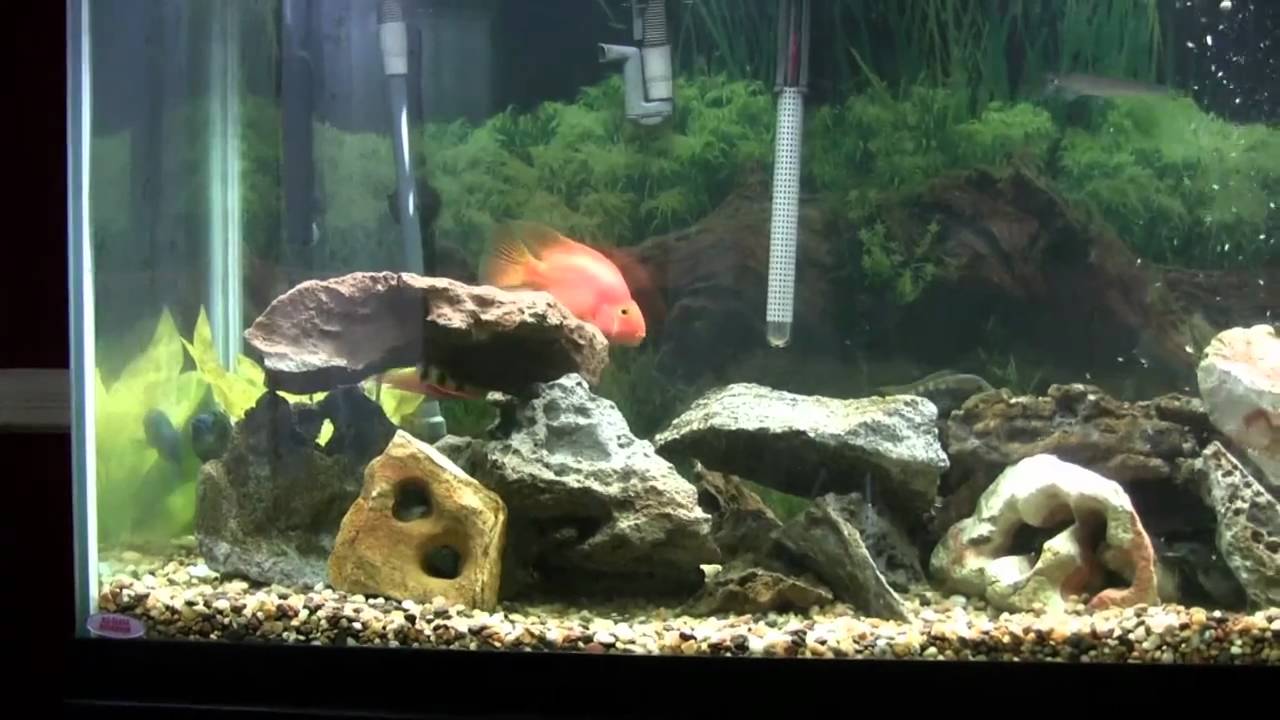Monster 90 Gallon Fish Tank - YouTube