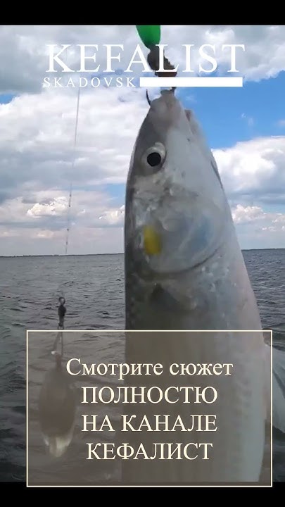 Спиннинг для рыбалки на кефаль: фидер, ультралайт. Как выбрать удилище ...