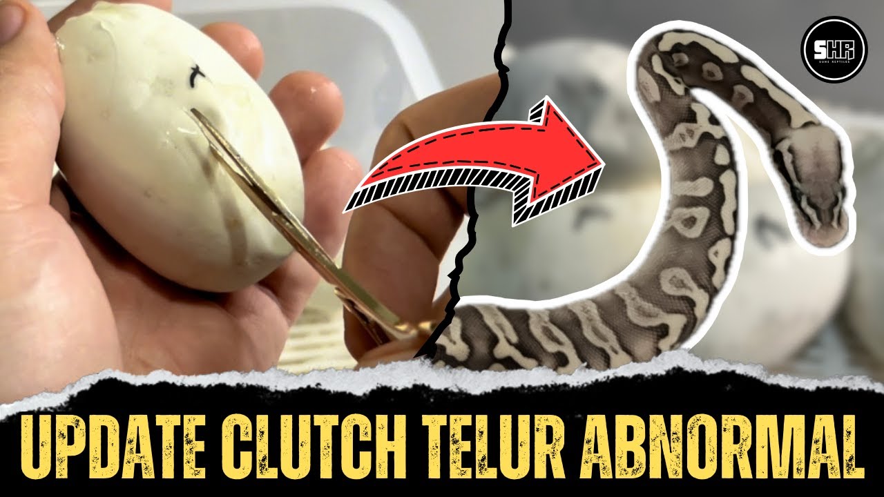 UPDATE TELUR BALLPYTHON YANG ABNORMAL!!! #ballpythonindonesia #ballpython #indonesia - YouTube