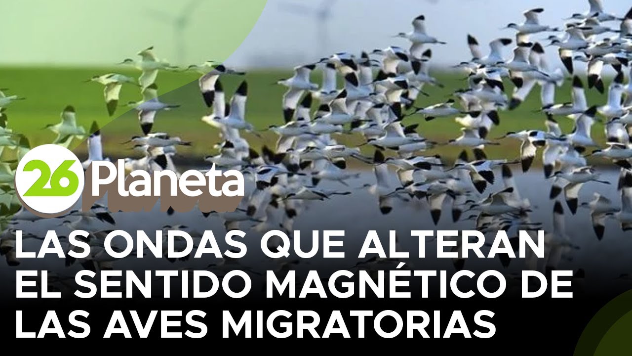 ¿Qué ondas alteran el sentido magnético de las aves migratorias? - YouTube