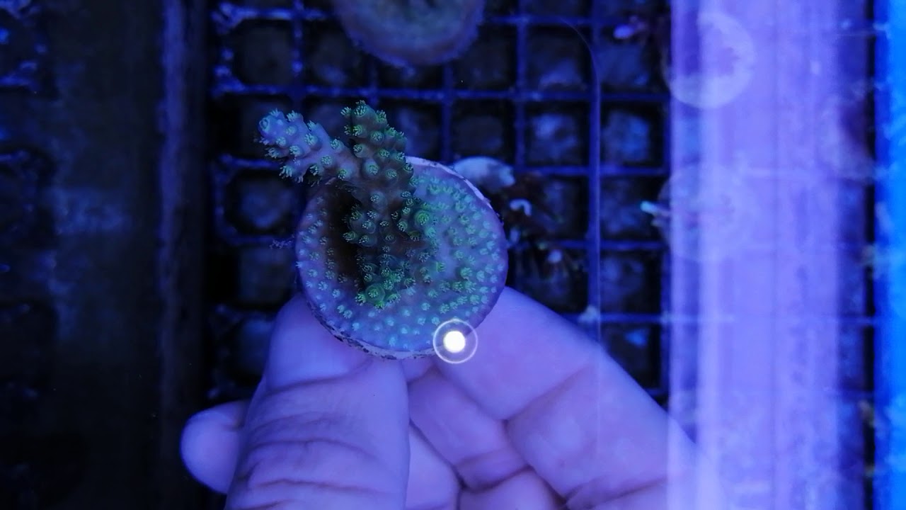 Acropora JF the beard coral gandalf - YouTube