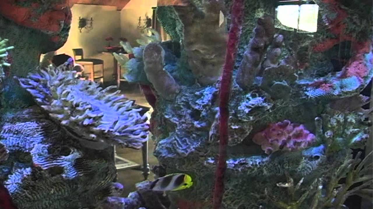 Ultimate Reefs Tulsa. Oklahoma - YouTube