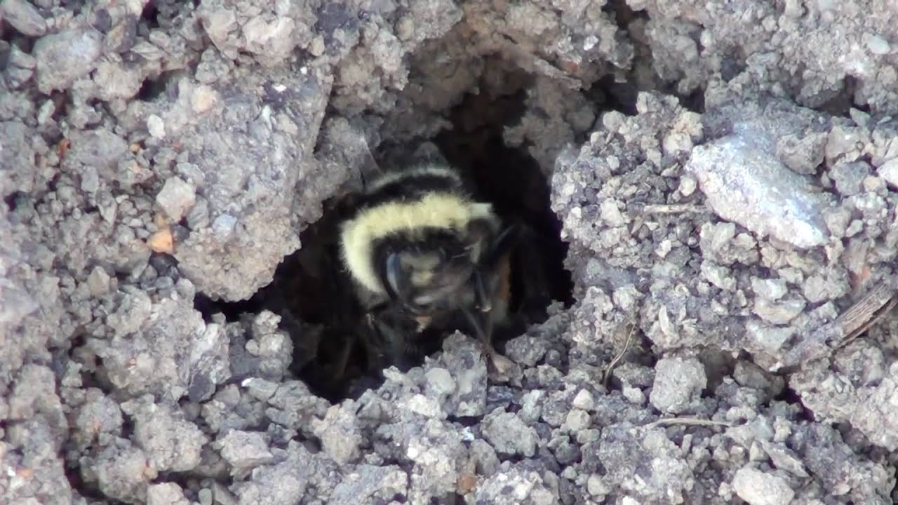 Tricolored Bumble Bee (Apidae: Bombus ternarius) Queen - YouTube