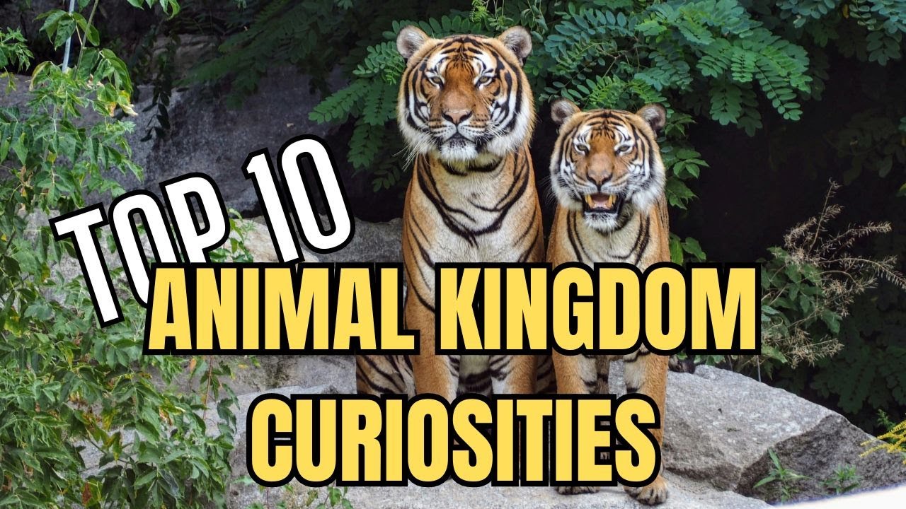 Top 10 Wild Wonders: Animal Kingdom Curiosities - YouTube