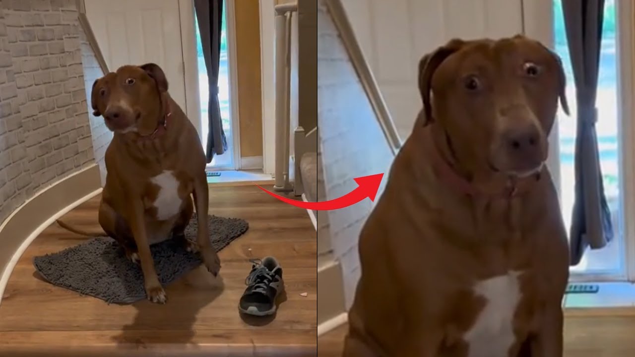 Dogs beings Dogs #5 - YouTube