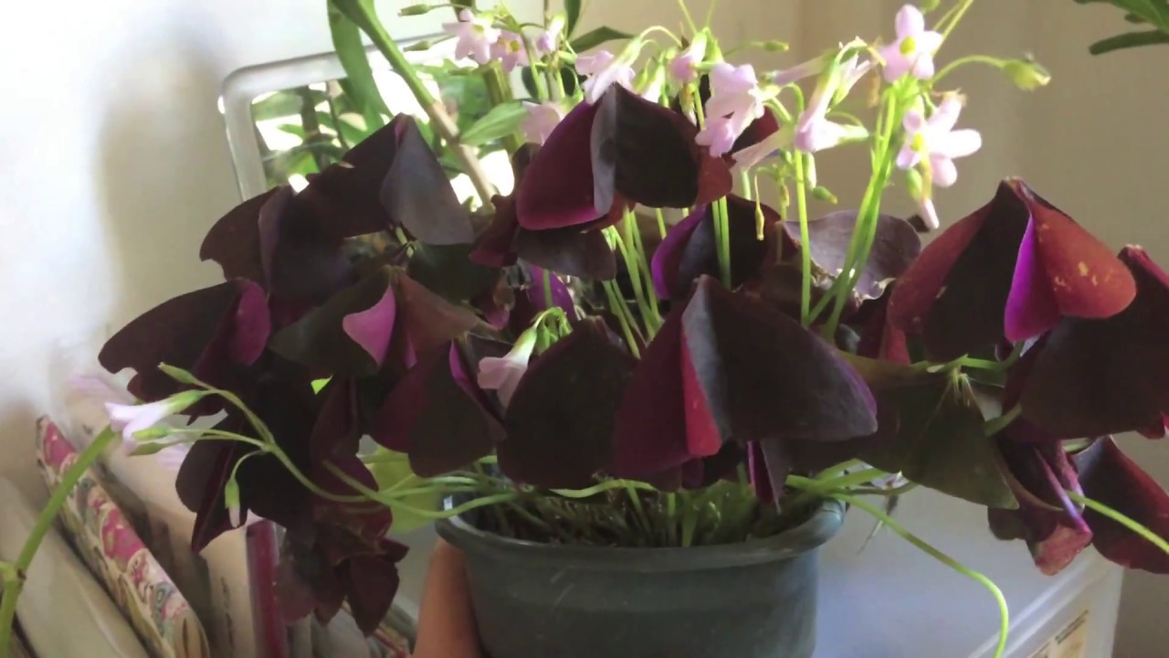 Plantventures! Oxalis Triangularis or Butterfly's Wings Plant - YouTube