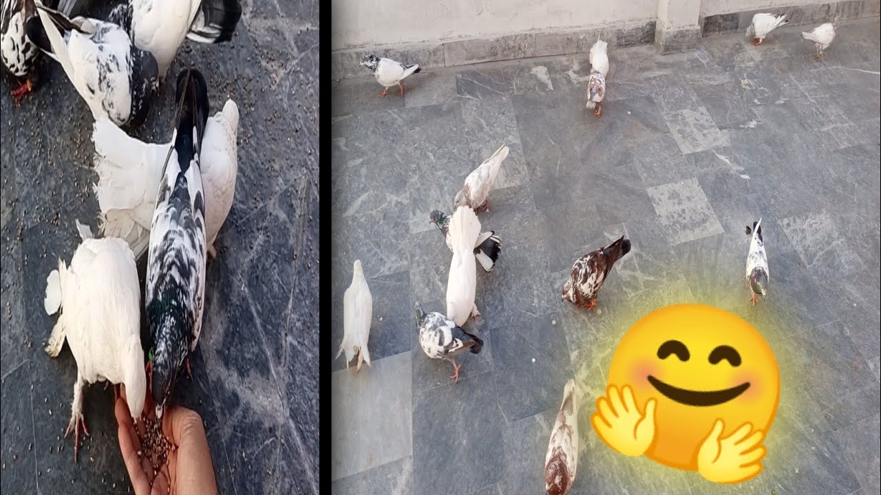 Kabootro Na Hath Par Dana Khya😍🕊//Ali Raza Vlogs - YouTube
