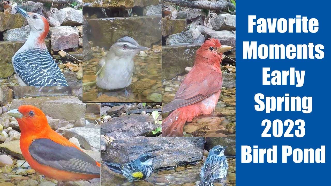 The Best Spring 2023 Bird Pond Clips | Tanagers, Woodpeckers, Vireos ...