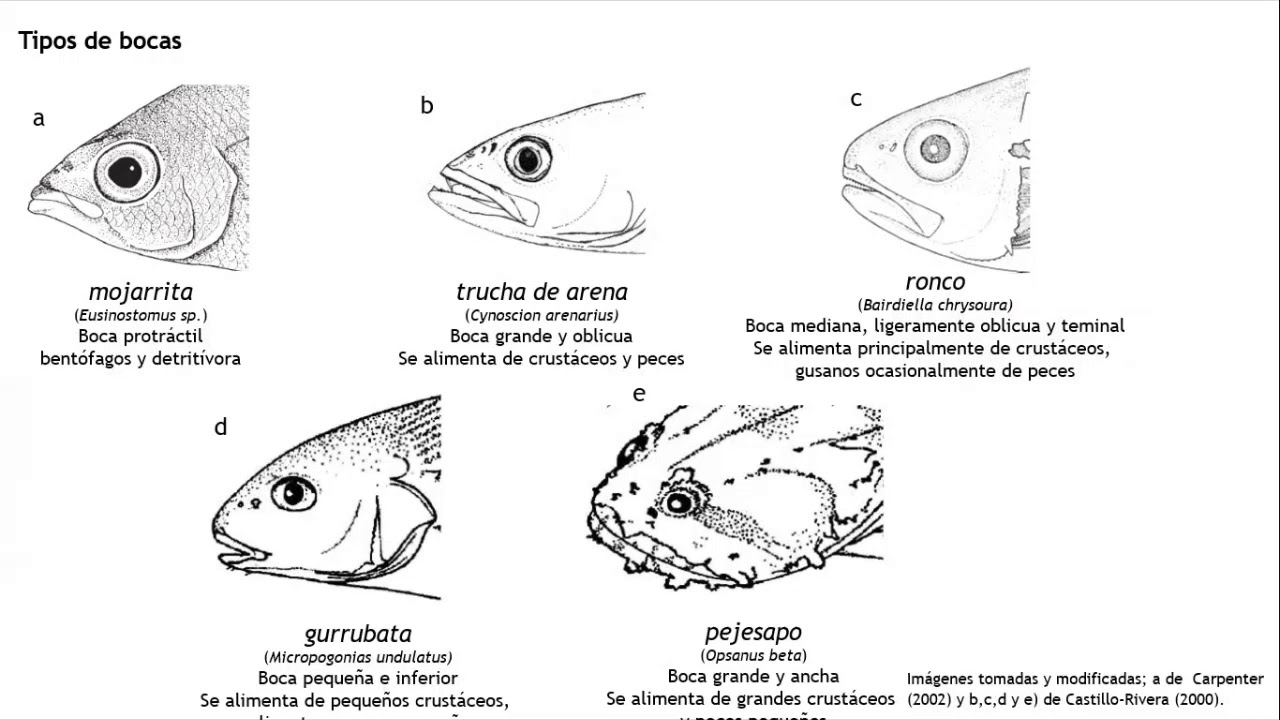 Anatomía De Los Peces óseos