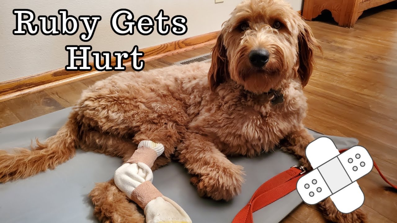 Goldendoodle Hurts Paw - YouTube