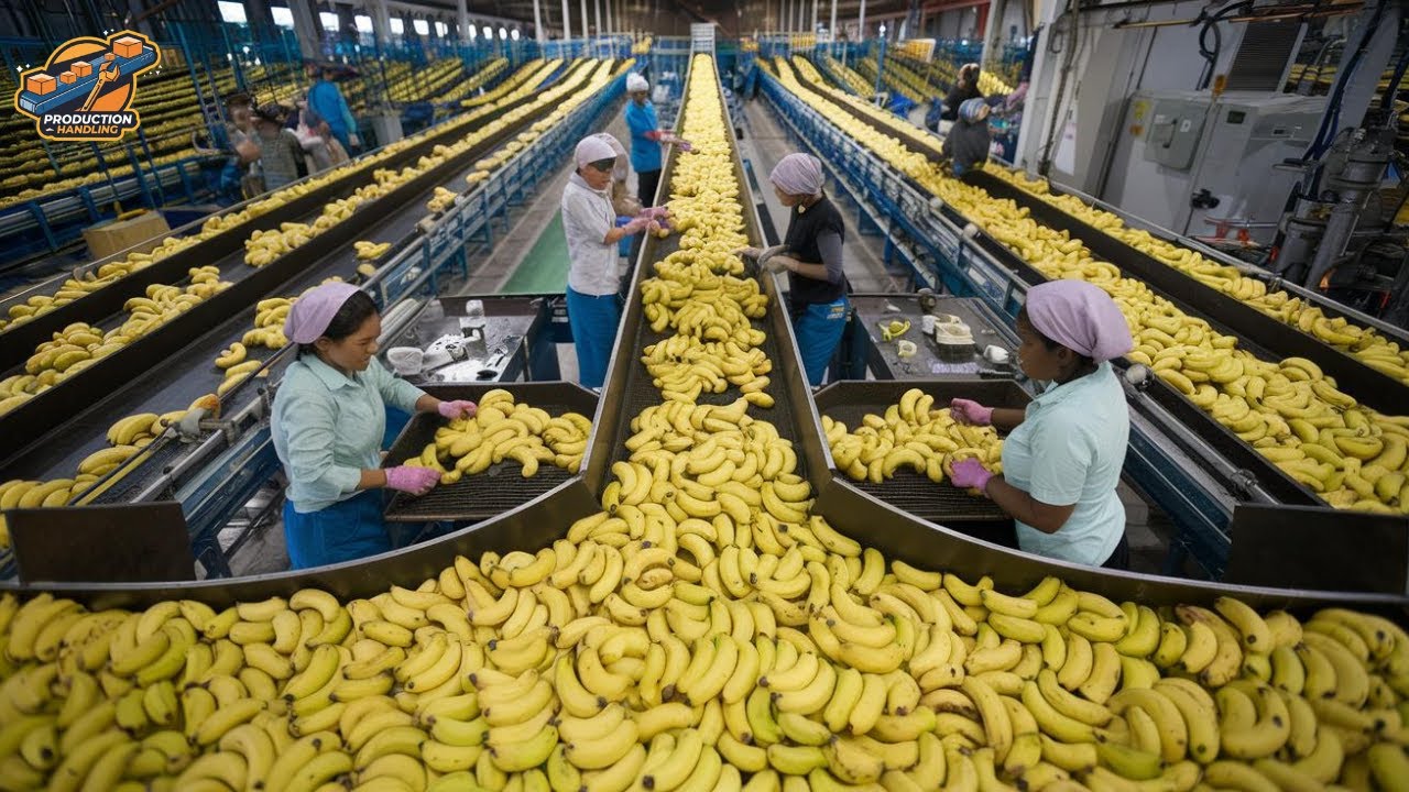 The Process of Producing Millions of Bananas–From Harvesting to Packing and Processing Snacks ...