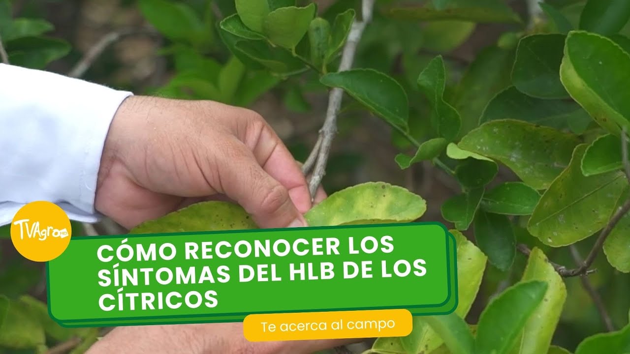 Cómo reconocer los síntomas del HLB de los cítricos 🍋🍊- TvAgro por Juan ...