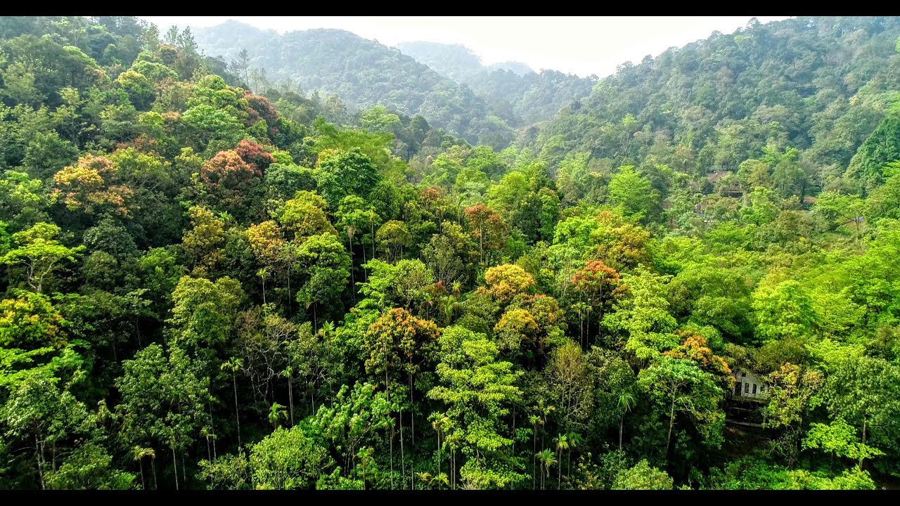 Rainforest stay | Wayanad | Kerala | Weekend getaway from bangalore ...