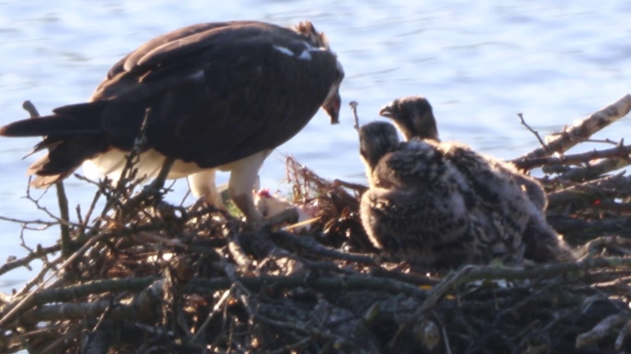 Osprey feeding July 12..... - YouTube