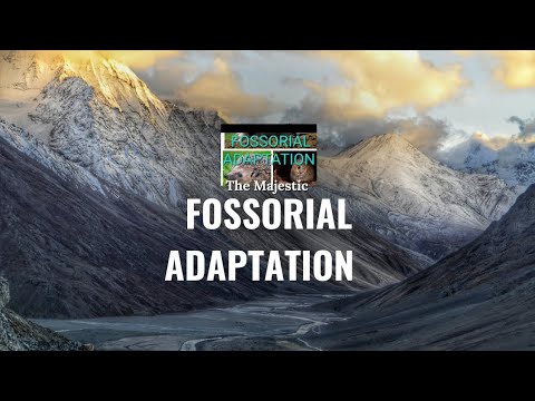 fossorial adaptation zoology bsc 3rd year explanation in Hindi and ...
