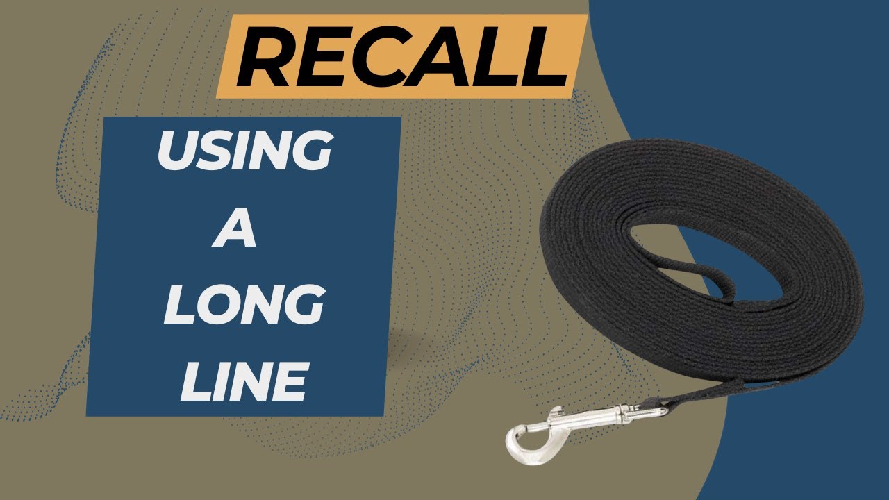 Using a Long Line for Effective Recall - YouTube