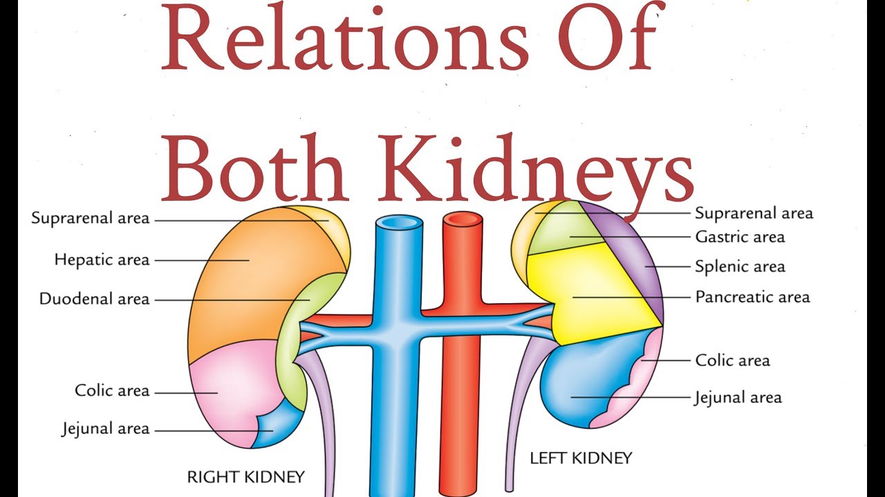 Different relations of both kidneys - YouTube