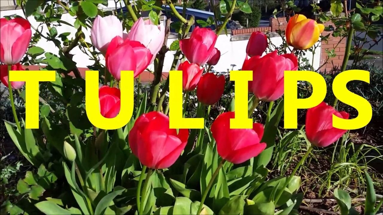 TULIP SYMBOLISM AND COLORS YouTube tulip-symbolism-and-colors-youtube
