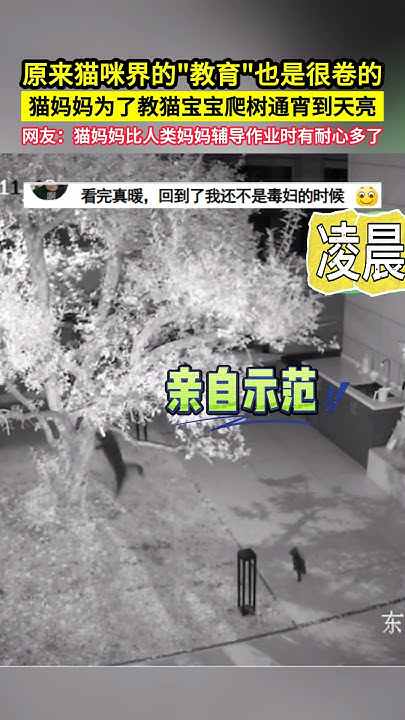 原来猫咪界的“教育”也是很卷的,猫妈妈为了教猫宝宝爬树通宵到天亮!网友:比人类妈妈辅导作业时有耐心多了! Youtube