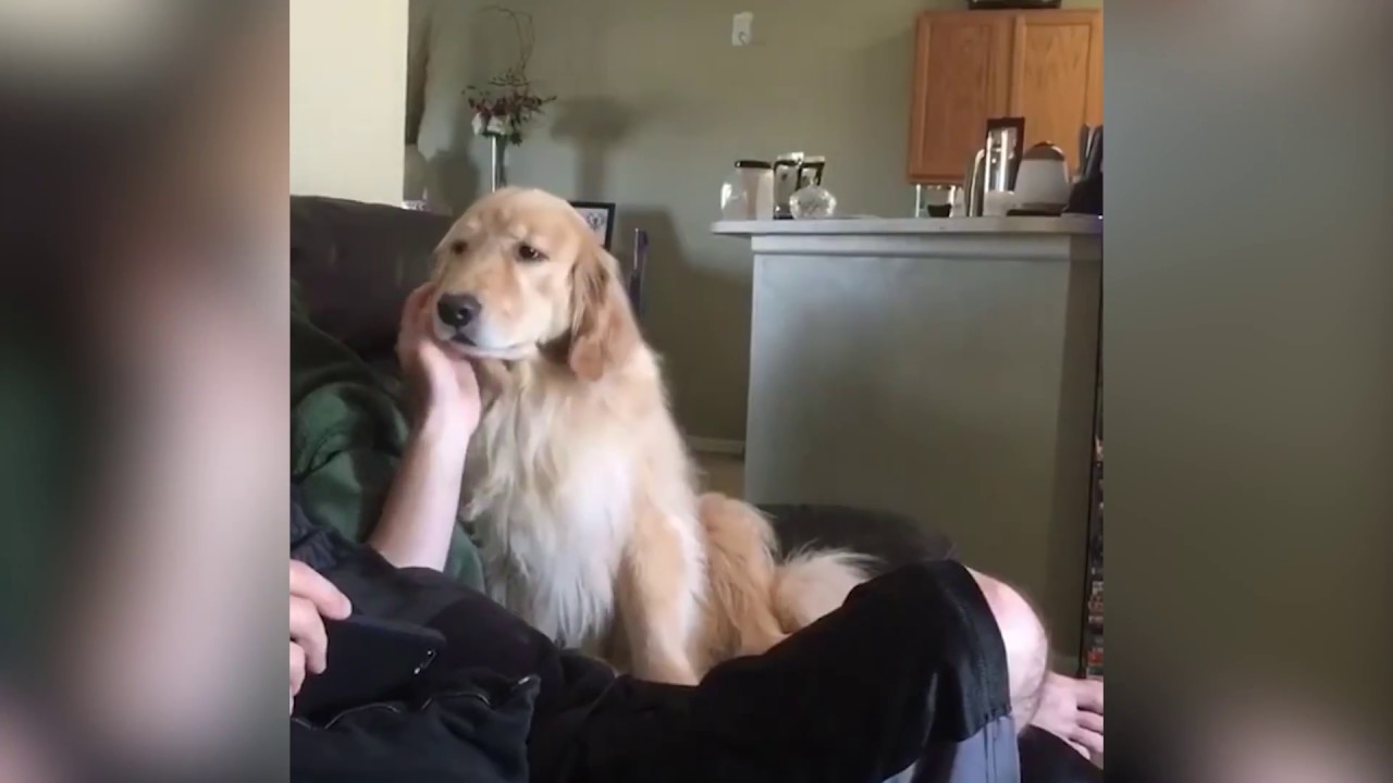 Some Interesting Things About Puppies 10 YouTube some-interesting-things-about-puppies-10-youtube