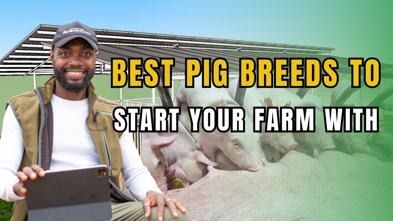 THE BASICS OF STARTING A PIG FARM IN AFRICA AS A BEGINNER - YouTube