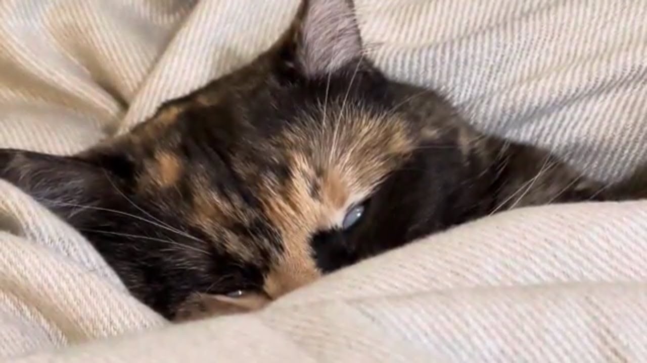 Pippa the kitty cat having some crazy cat dreams - YouTube